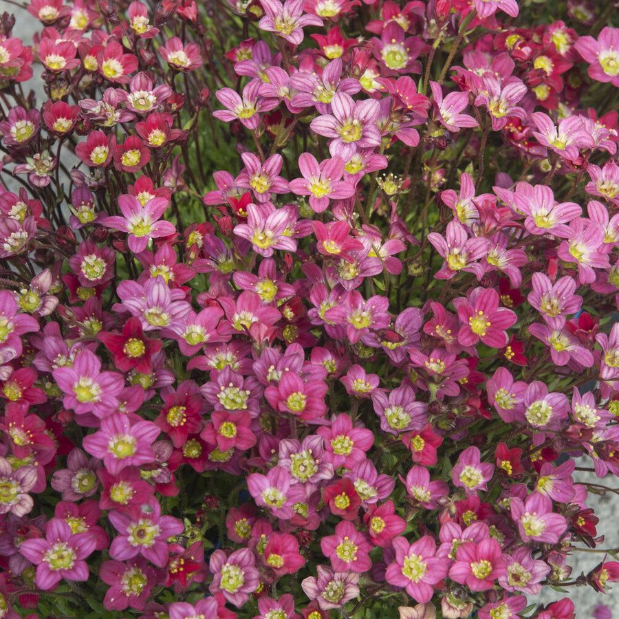 Saxifrage mousse Peter Pan pour rocaille facile | Willemse