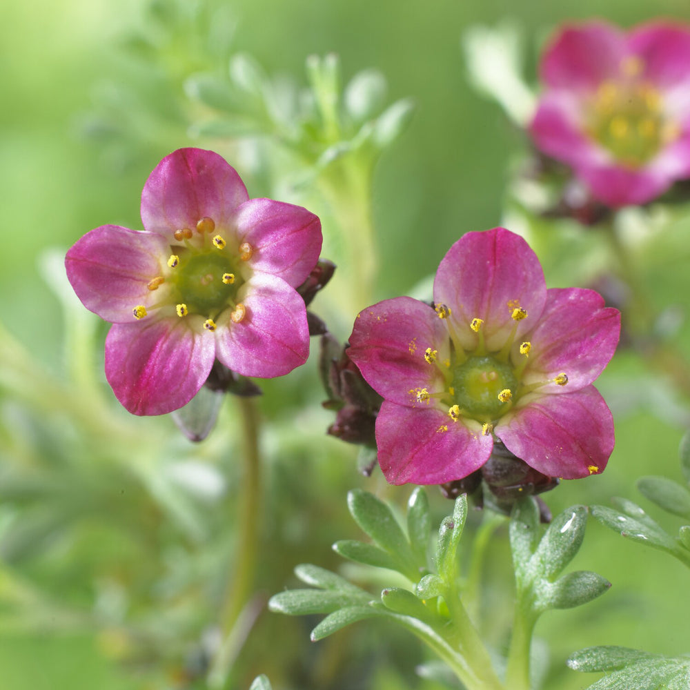 Saxifrage mousse Peter Pan - Saxifraga arendsii Peter Pan