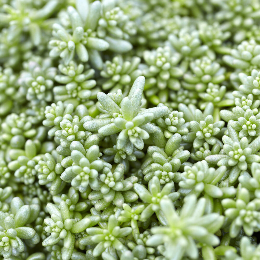 Sedum Coral Carpet - Sedum album Coral Carpet