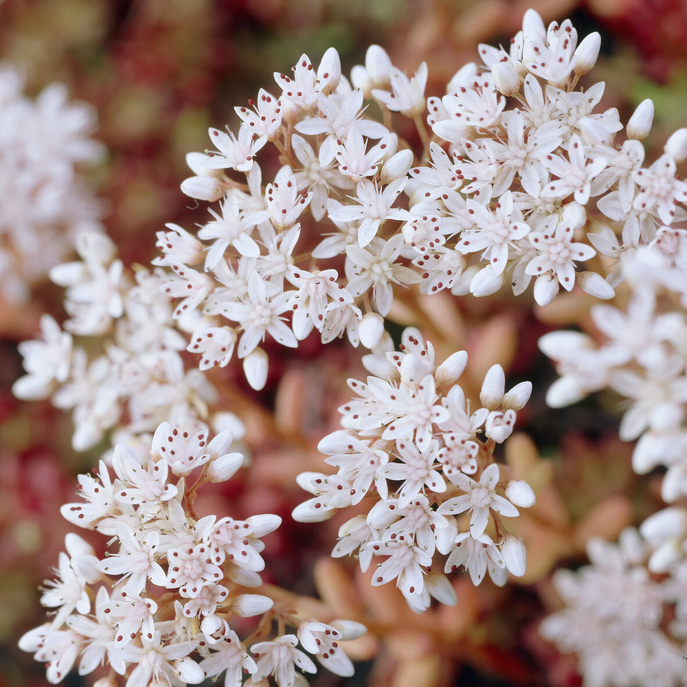 Sedum Coral Carpet - Sedum album Coral Carpet