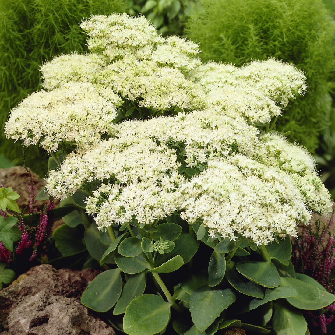 Sedum Stardust - Sedum spectabile stardust
