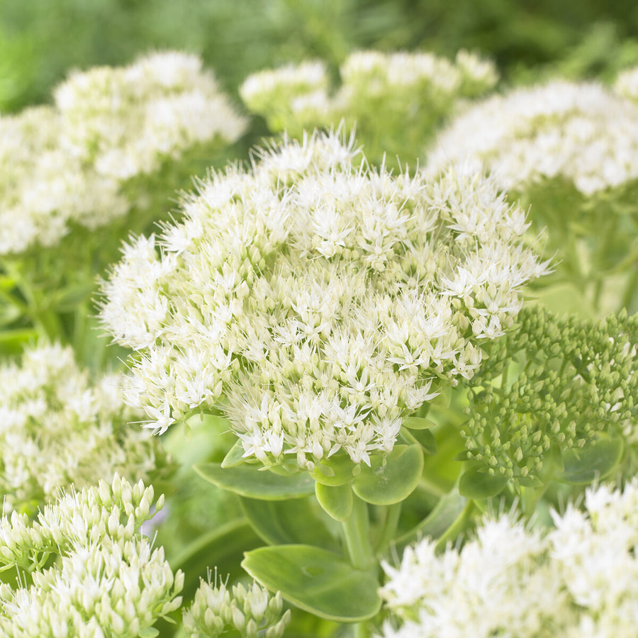 Sedum Stardust - Sedum spectabile stardust