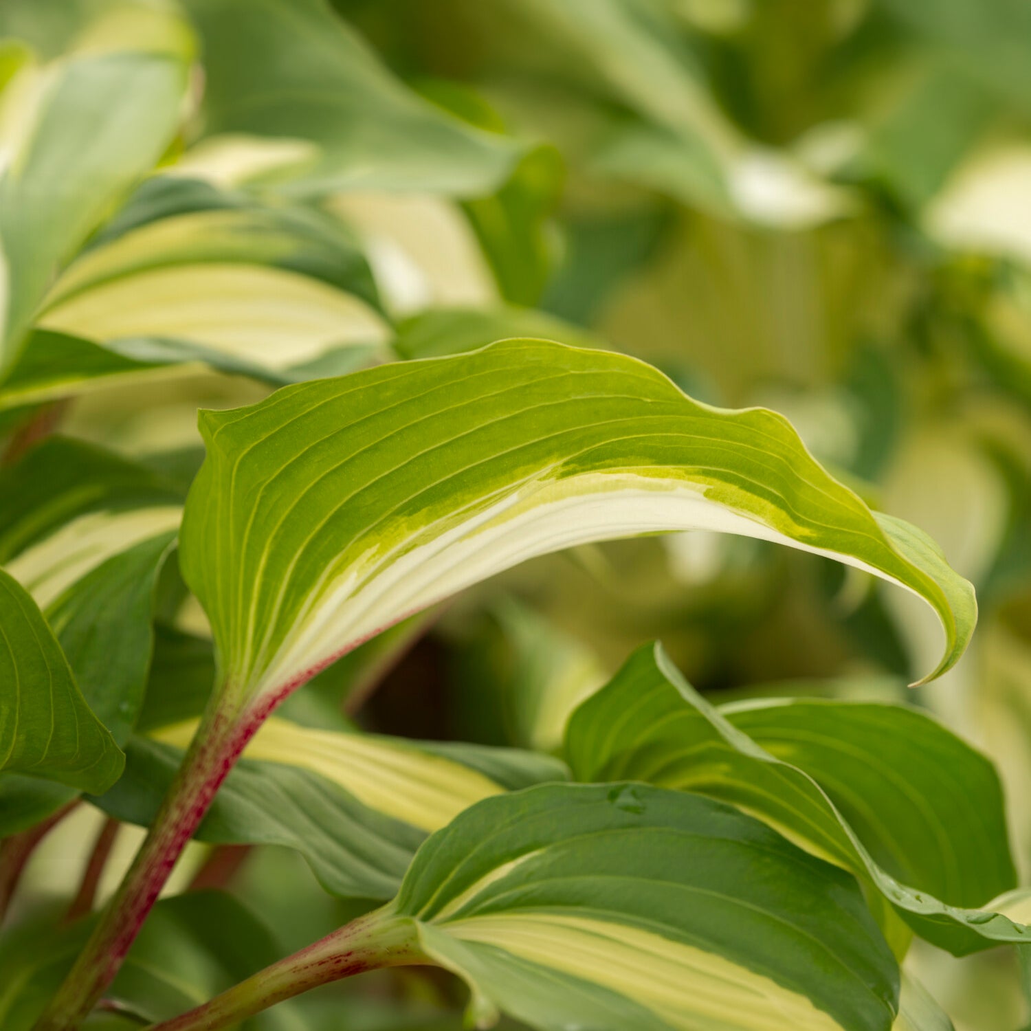 Hosta Raspberry Sundae - Hosta raspberry sundae