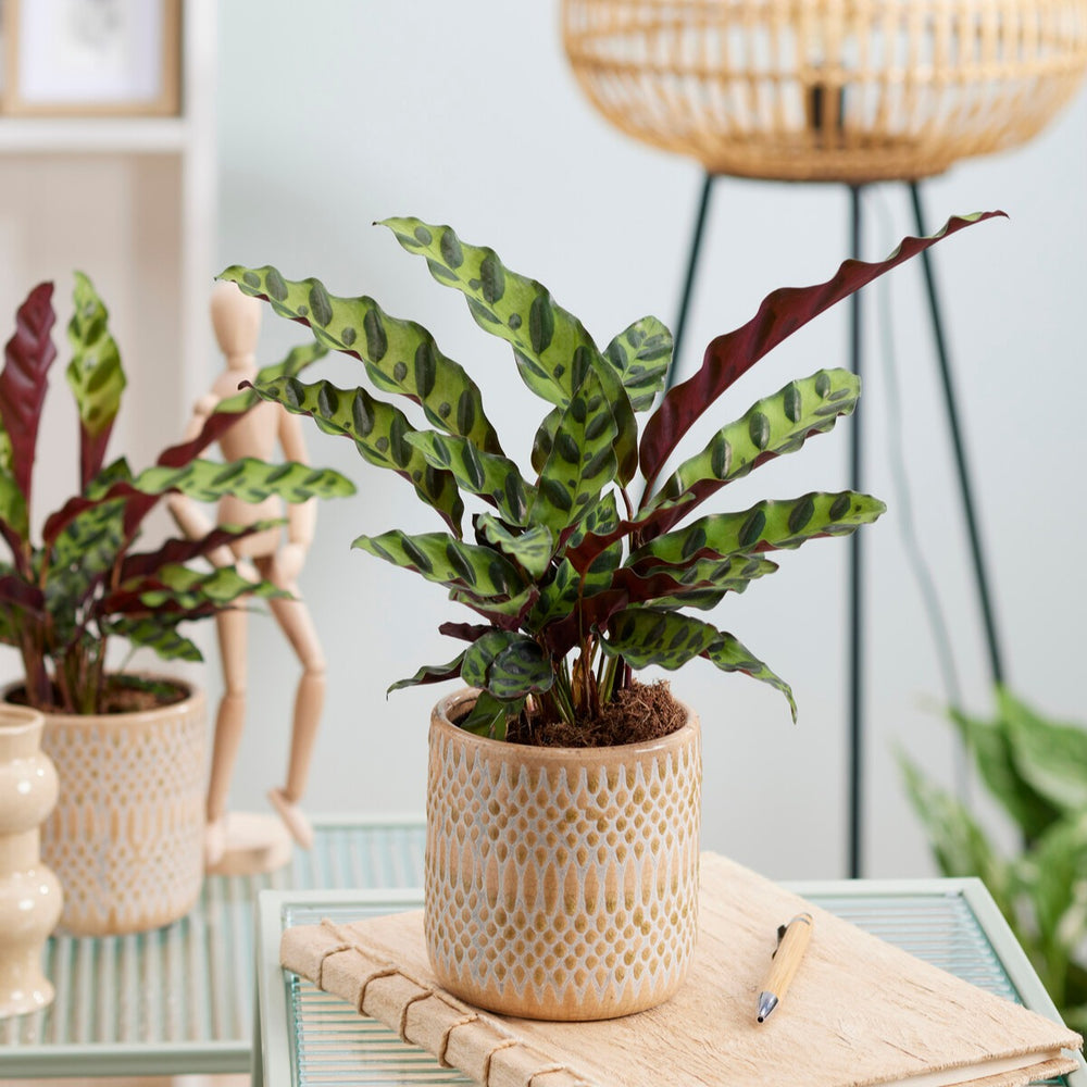 Calathea Insignis - Calathea insignis