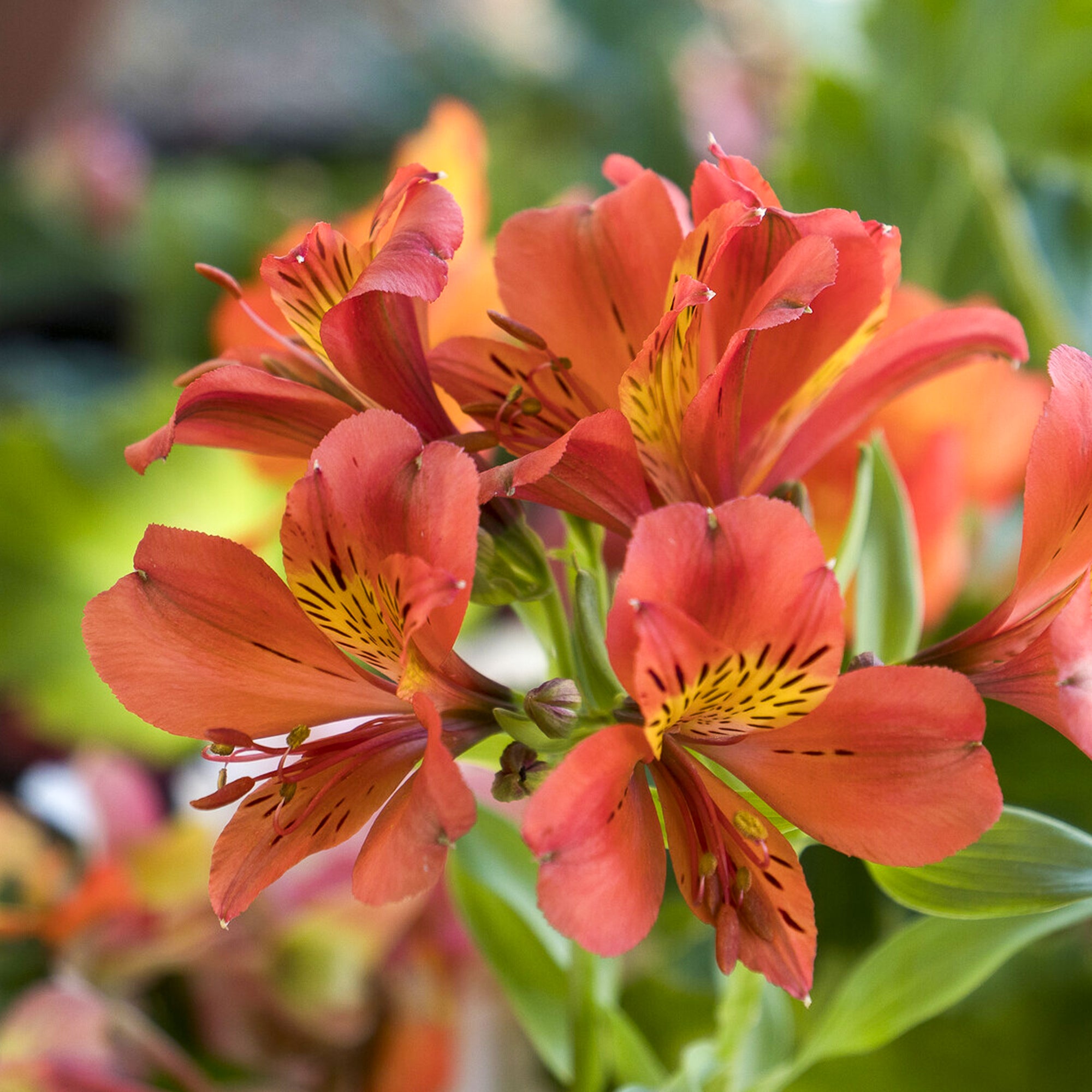 Lys des Incas - Alstroémère Majestic Brissac - Alstroemeria Majestic ...