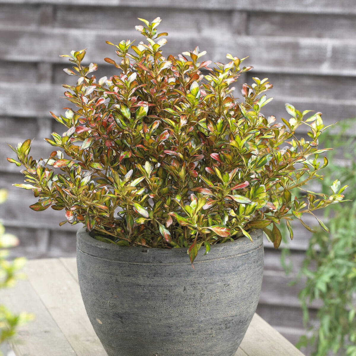 Coprosma Evening Glow - Coprosma Evening Glow