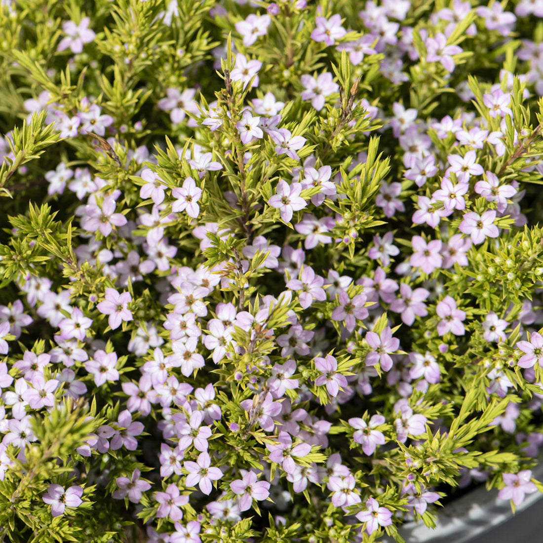 Diosma Sunset Gold - Plante du pêcheur en bac | Willemse