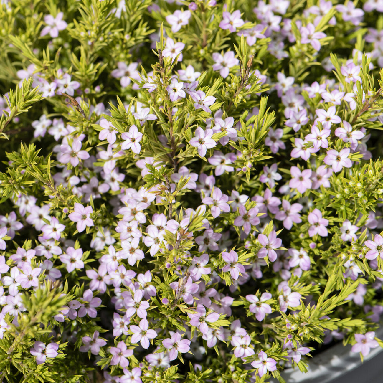 Diosma Sunset Gold - Plante du pêcheur en bac | Willemse