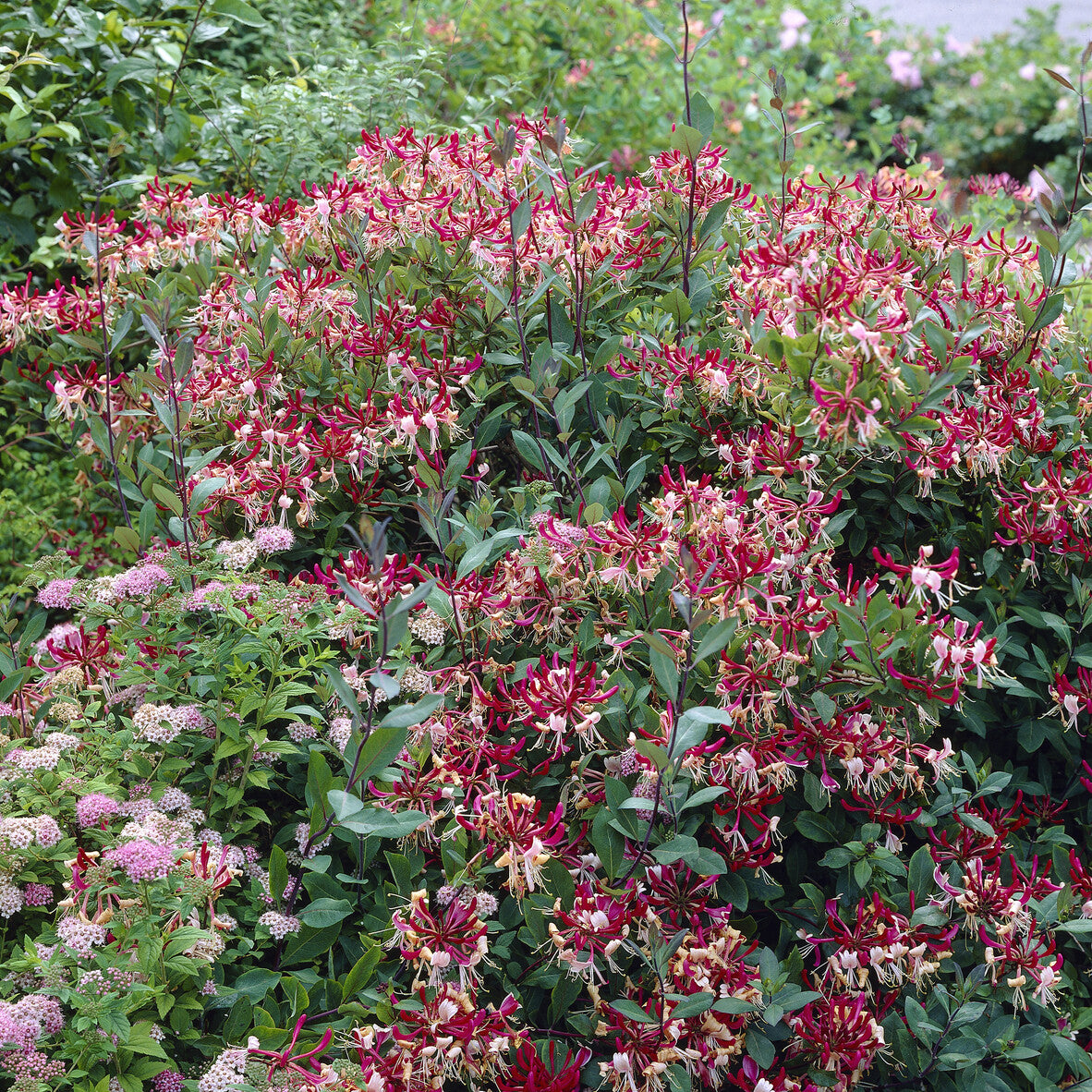 Chèvrefeuille grimpant des bois Belgica - Lonicera periclymenum Belgica