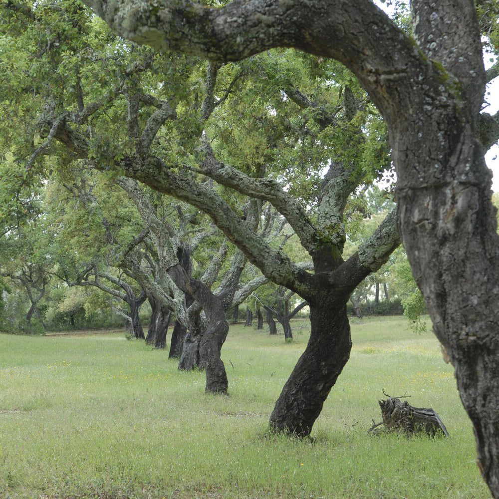 Chêne-liège - Quercus suber