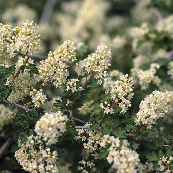 Stephanandra incisa Crispa - Stephanandra incisa Crispa