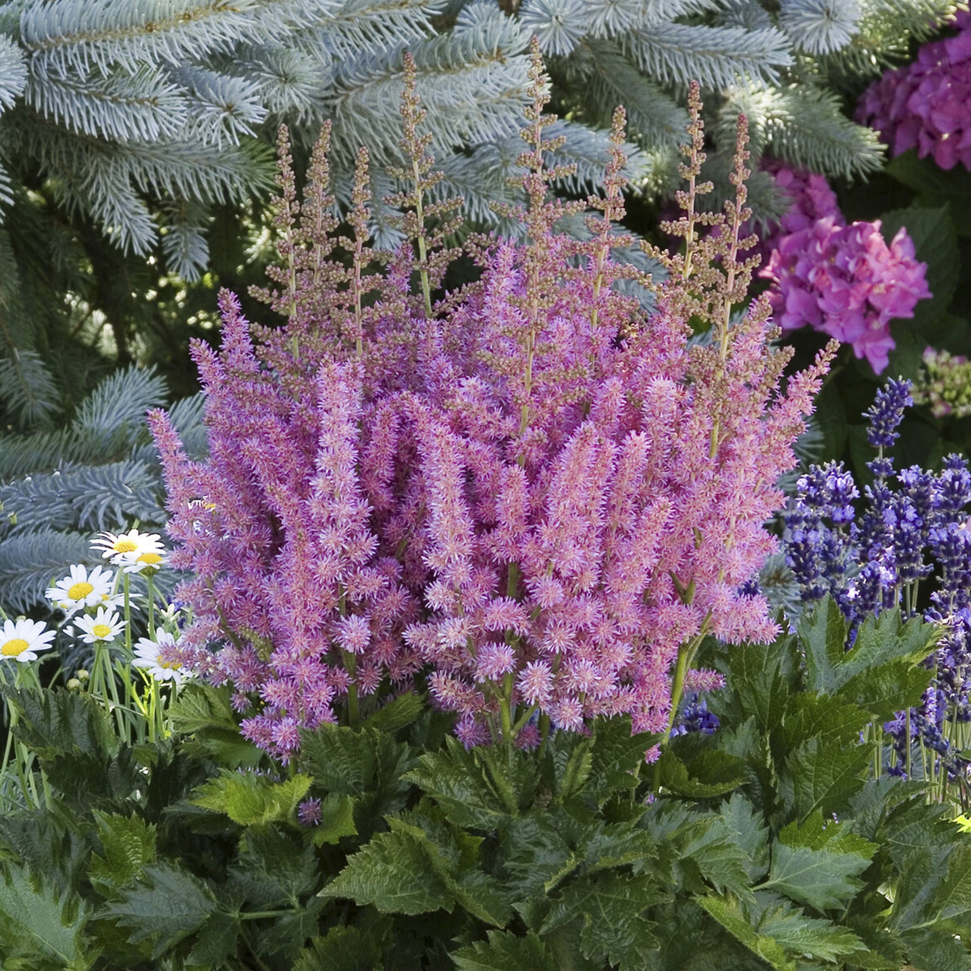 Astilbe Little Visions in Purple® - Astilbe chinensis Little Vision in ...