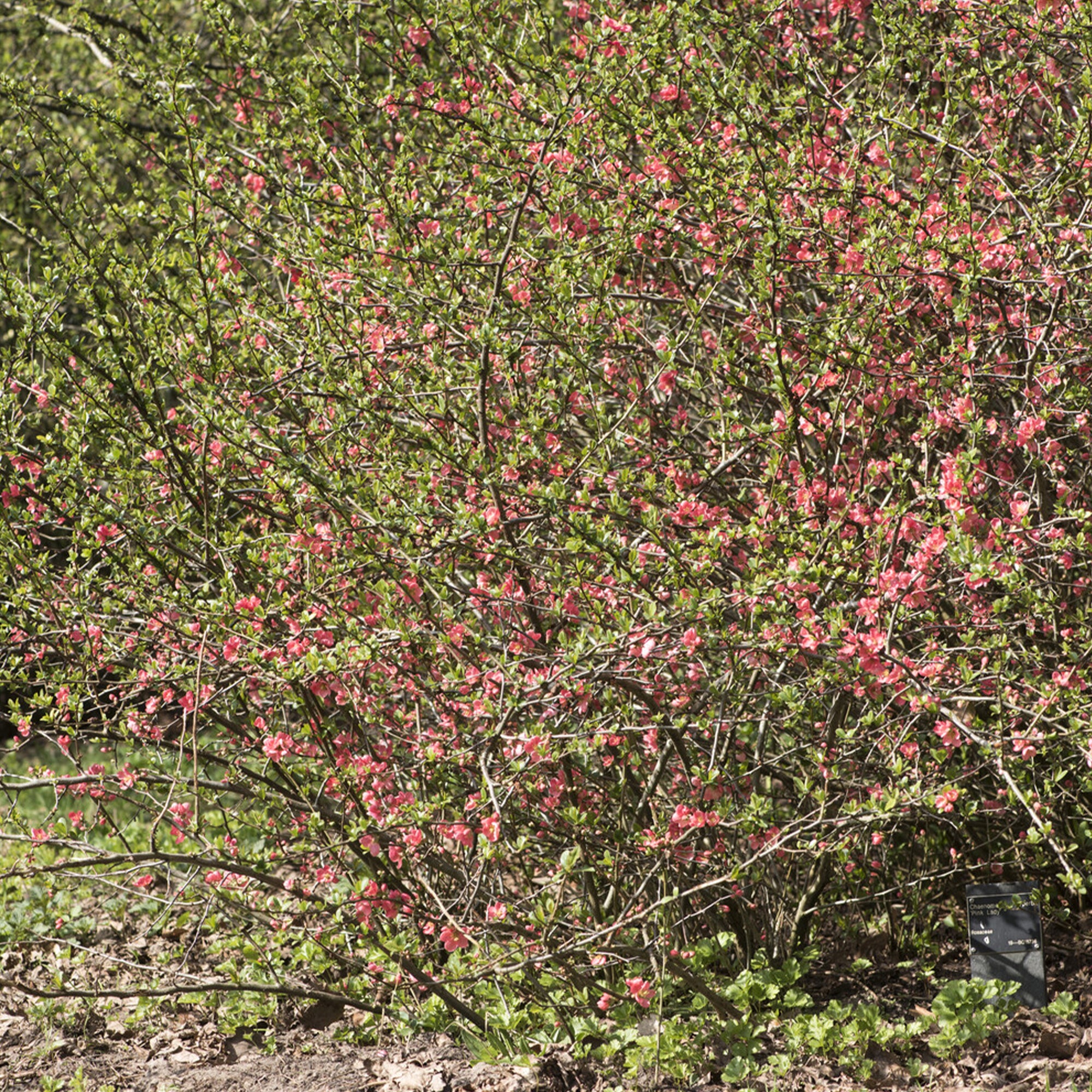 Cognassier du Japon Pink Lady - Chaenomeles x superba Pink Lady