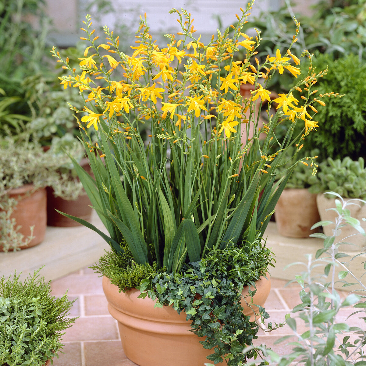 Bulbes 10 Crocosmia George Davidson - Crocosmia crocosmiiflora George ...