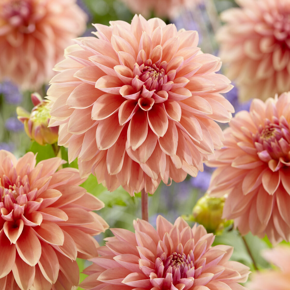 Bulbes Dahlia décoratifs Kick off - Dahlia Kick Off