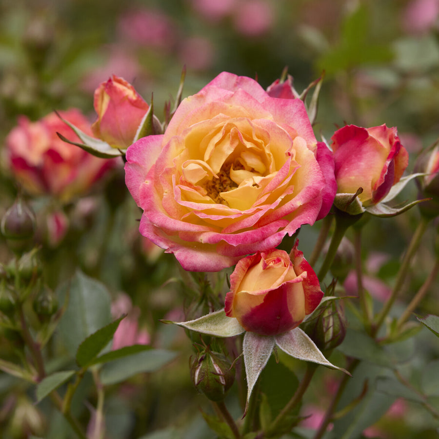 Rosier miniature Little Sunset® pour pot fleuri | Willemse