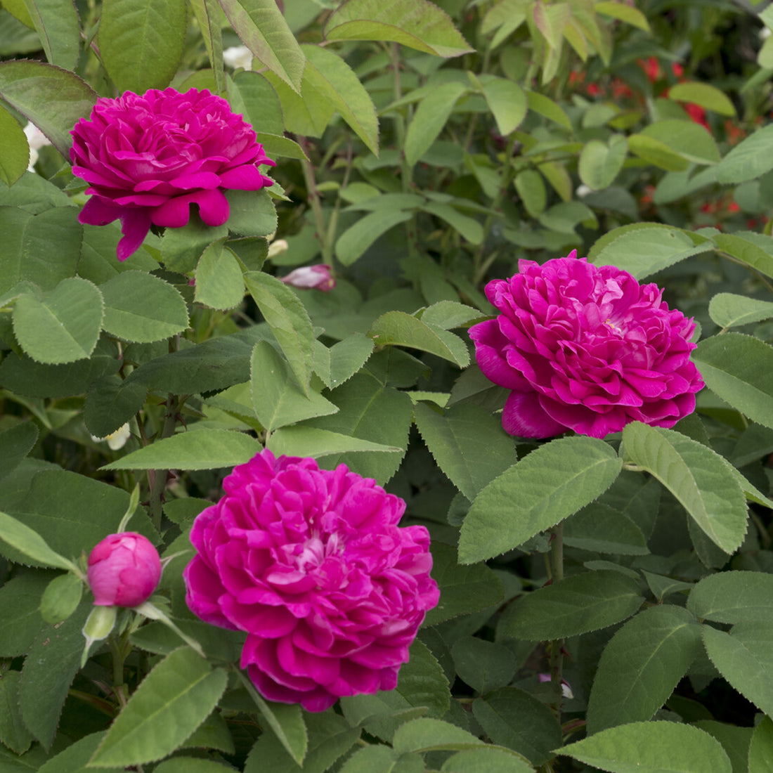 Rosier ancien Rose de Rescht parfumé au jardin | Willemse