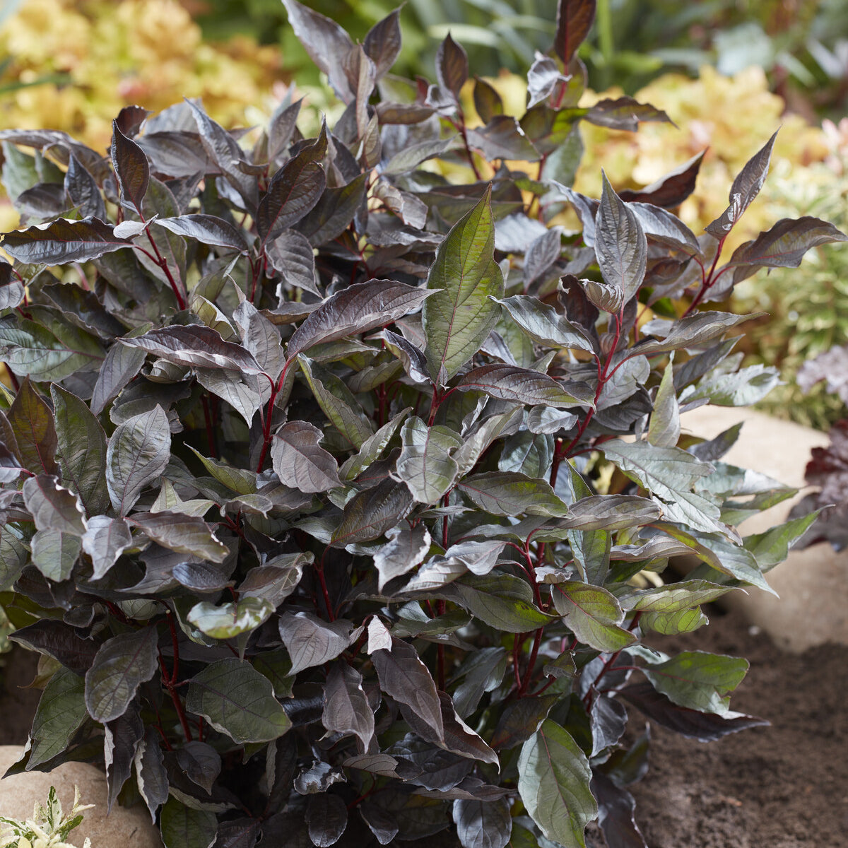 Cornouiller blanc Nightfall® - Cornus alba Nightfall®