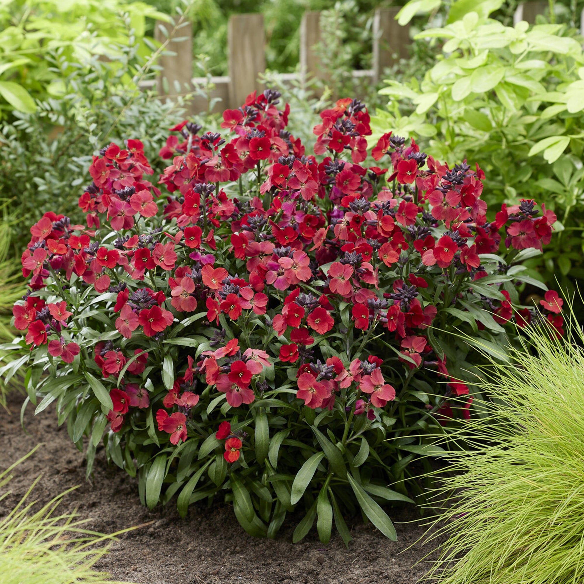 Giroflée Colour Vibe Red® - Erysimum Colour Vibe Red