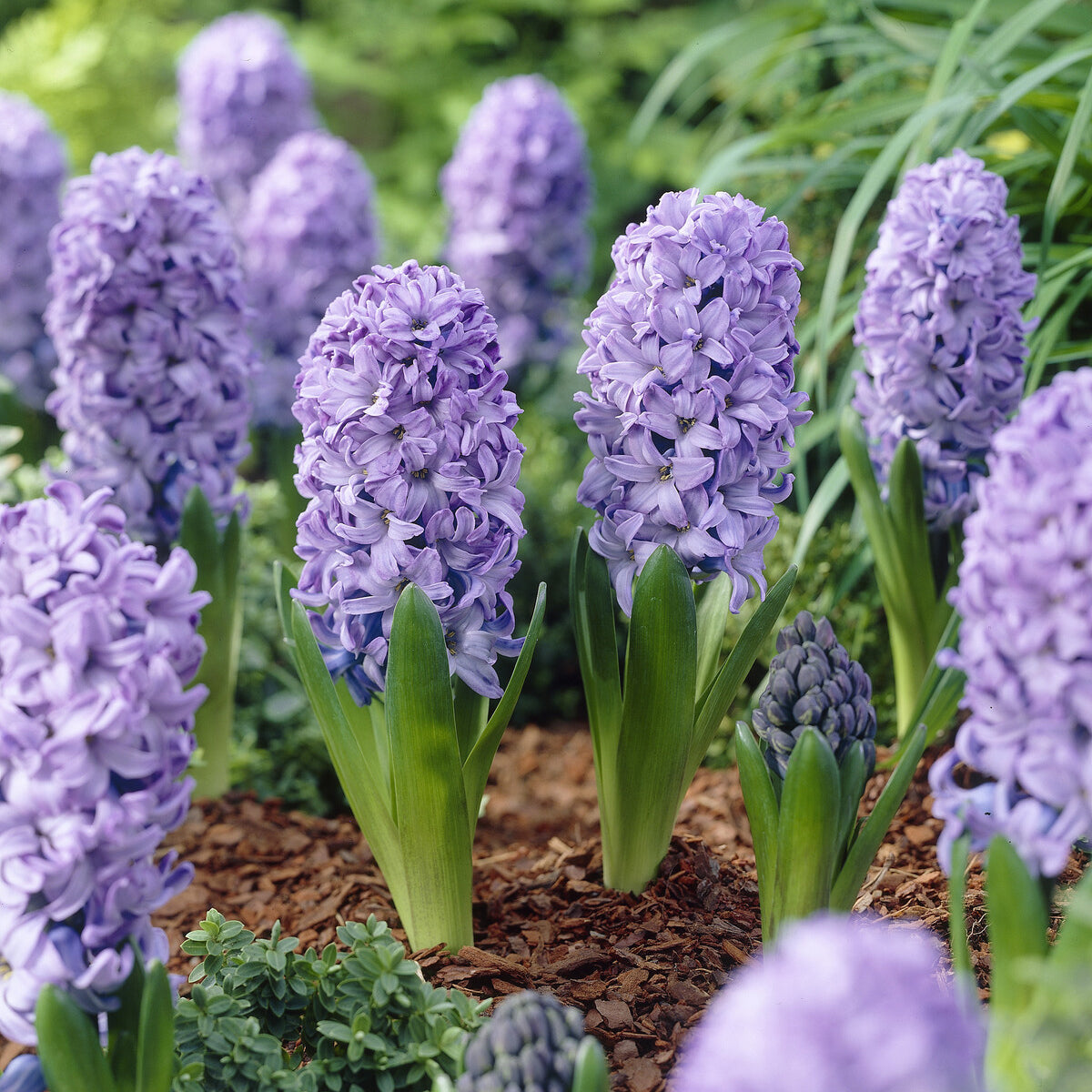 Bulbes Jacinthe Delft Blue - Hyacinthus orientalis Delft Blue