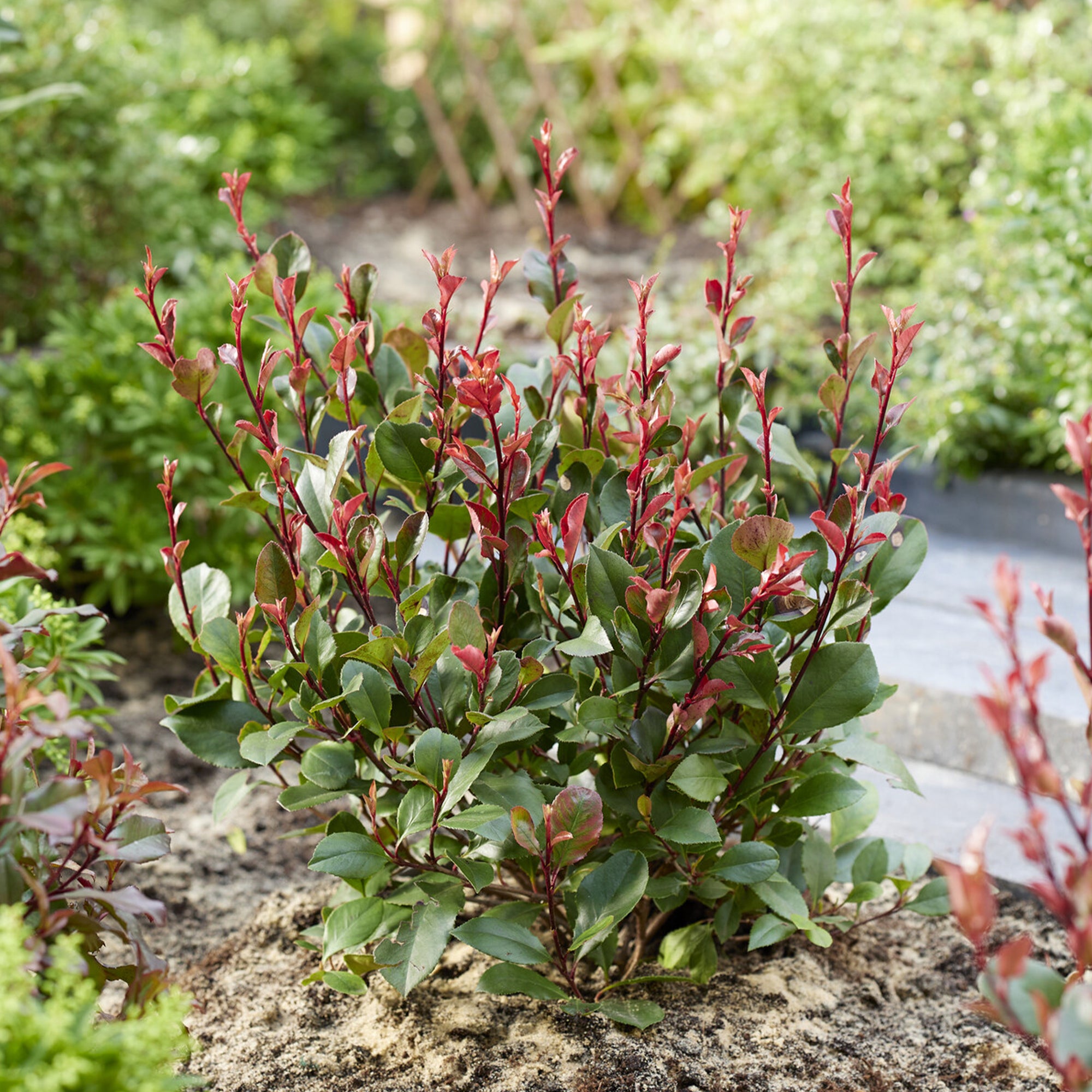 Photinia Little Red Robin - Photinia x fraseri Little Red Robin