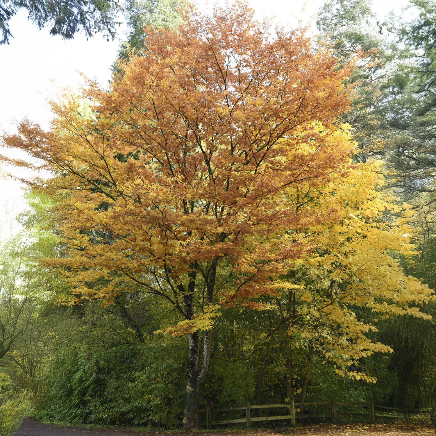 Orme de Sibérie - Zelkova serrata - Zelkova serrata