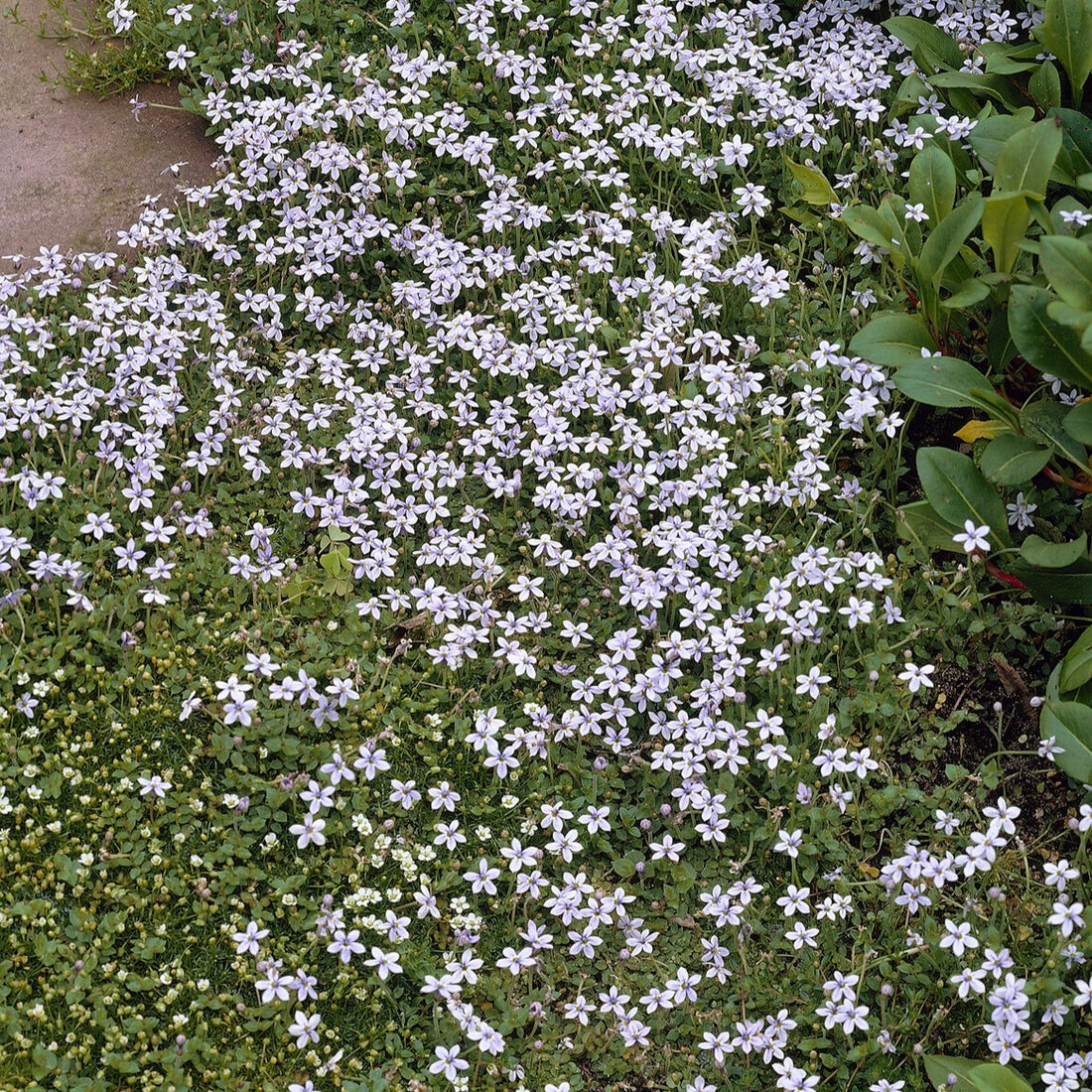 3 Étoiles bleues tapissantes - Isotoma fluviatilis