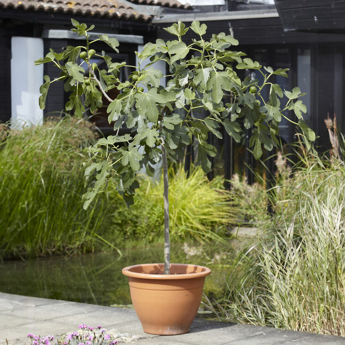 Prunier Reine-Claude Dorée - Prunus domestica reine-claude dorée