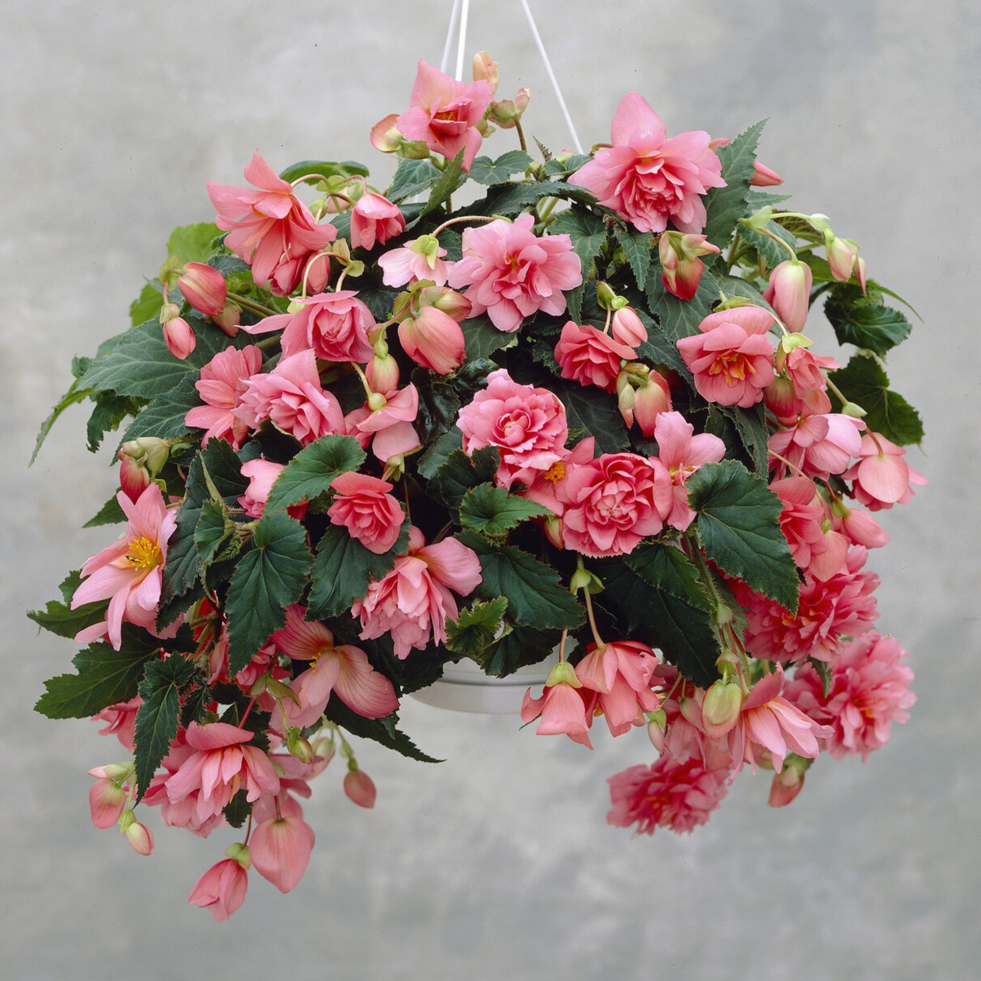Bégonia retombant rose - Bégonia pendula pink