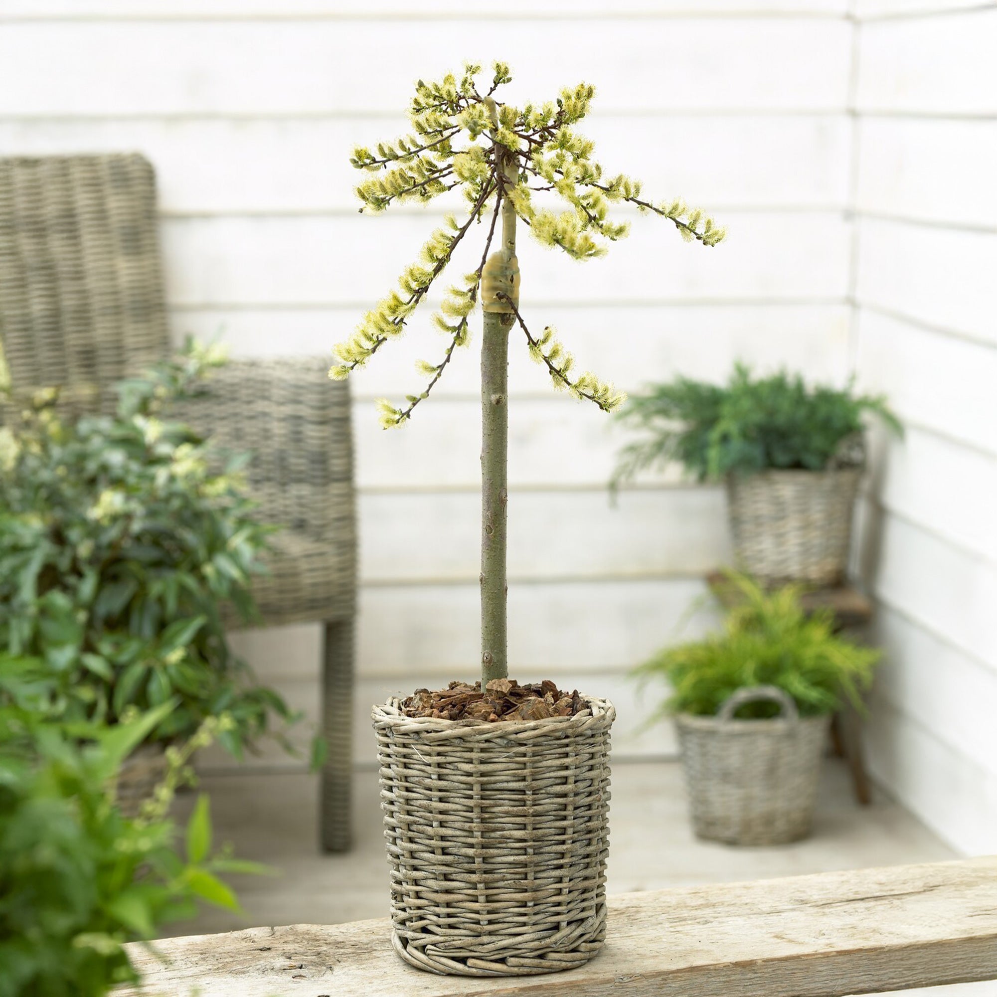 Saule nain chatons jaune sur tige - Salix repens 'Iona' tige 40