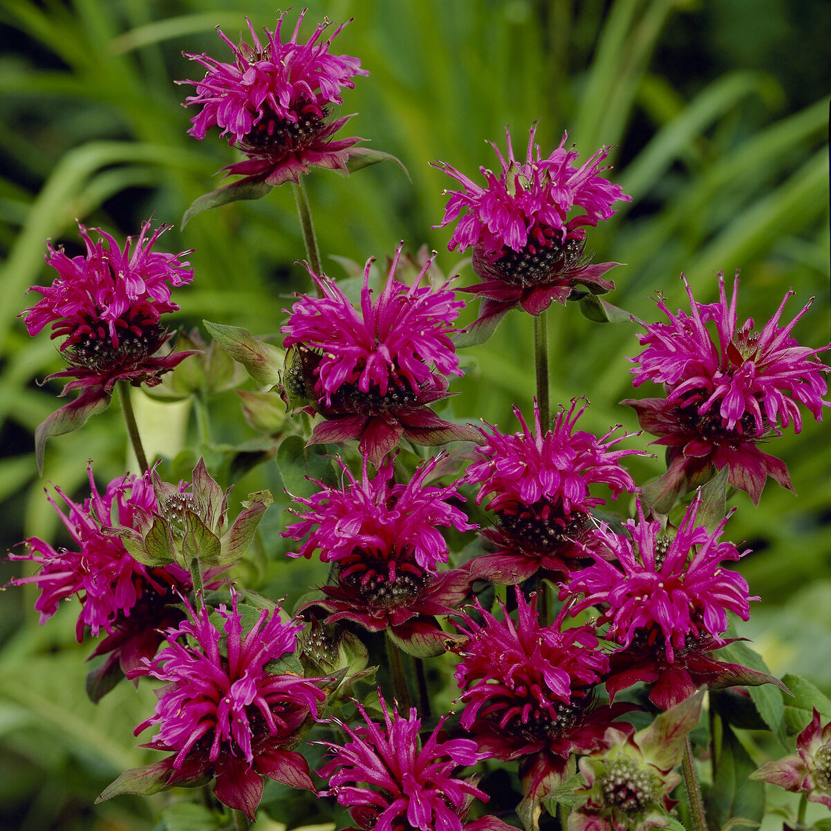Monarde Scorpion - Monarda Scorpion