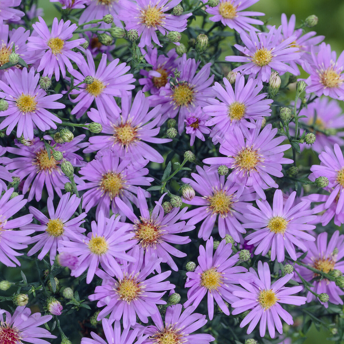 Aster ericoïdes Blue Star - Aster ericoides blue star