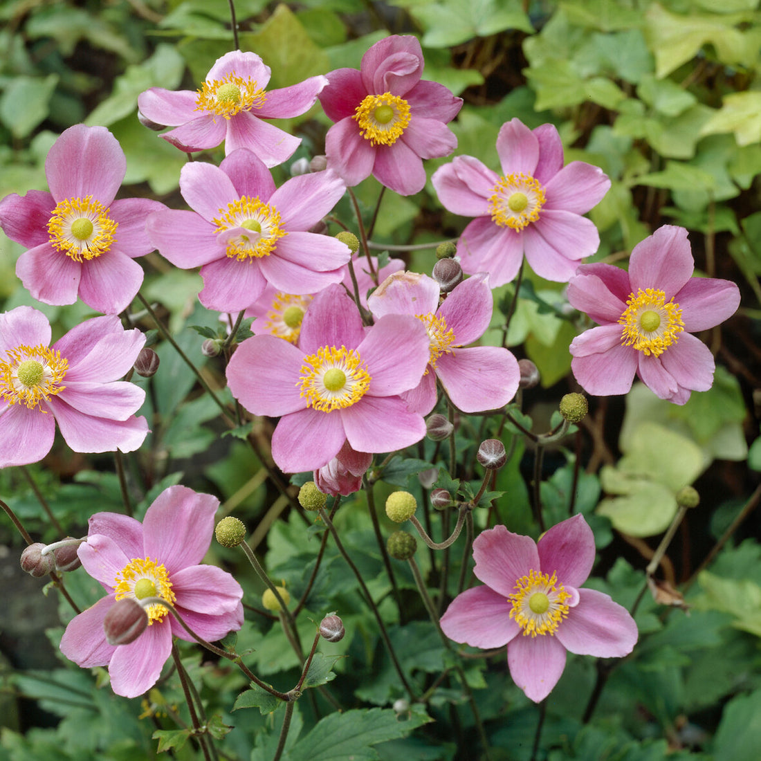 Anémone : Guide et Comparatif des Espèces