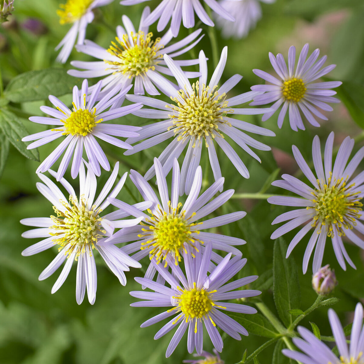 Aster nain d'Automne Asran - Aster ageratoides Asran