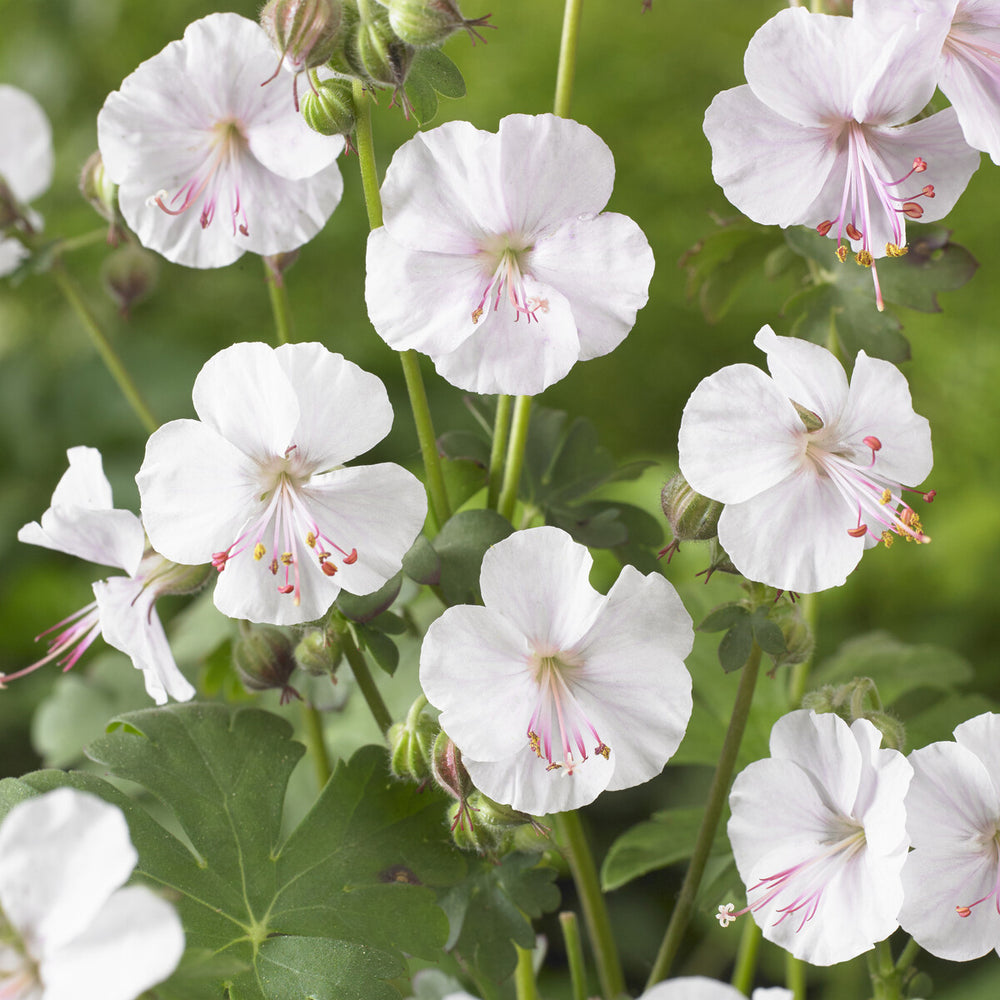Géranium vivace Biokovo - Geranium cantabrigiense biokovo