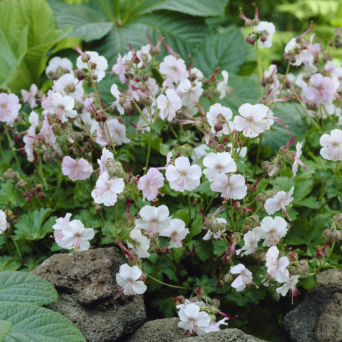 Géranium vivace Biokovo - Geranium cantabrigiense biokovo