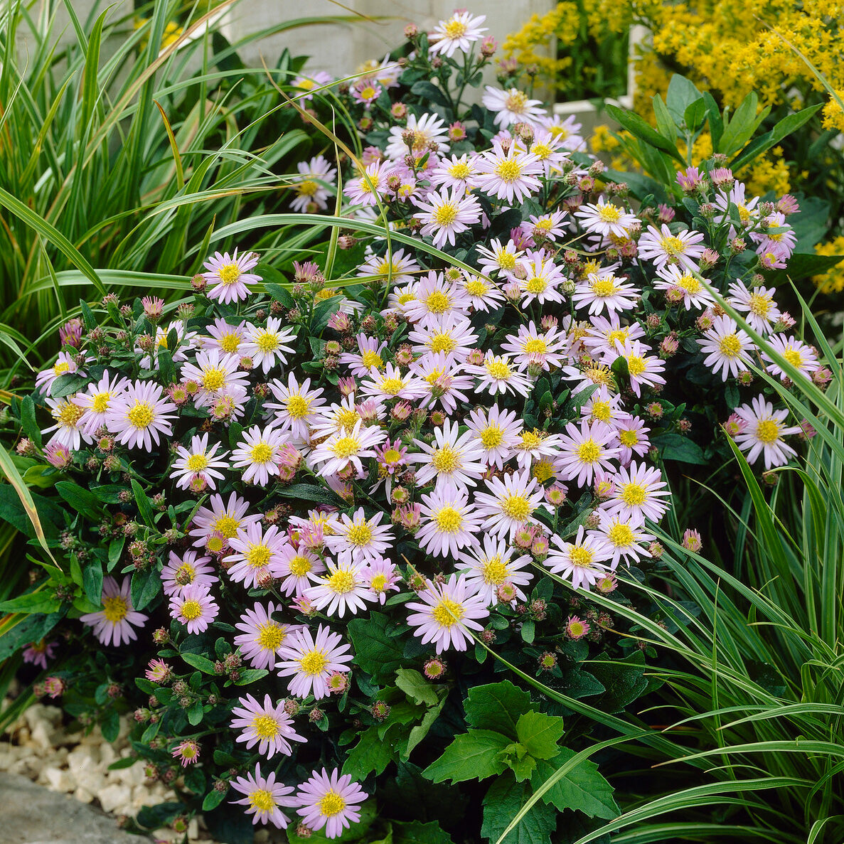 Aster nain d'automne Stardust - Aster ageratoides Stardust