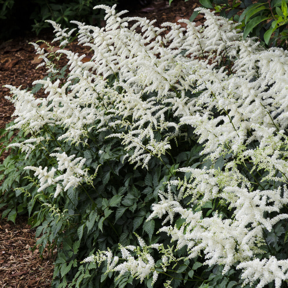 Astilbe d'Arends Brautschleier - Astilbe x arendsii Brautschleier