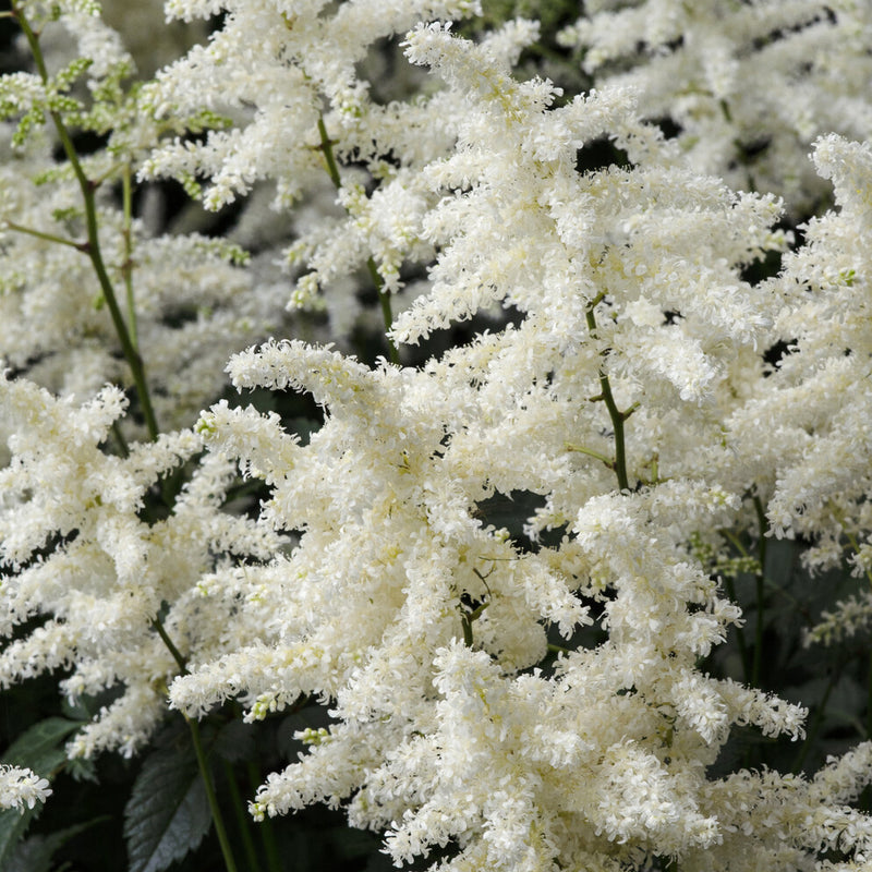 Astilbe d'Arends Brautschleier - Astilbe x arendsii Brautschleier