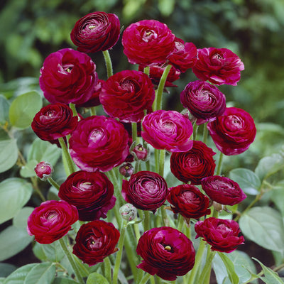 Bulbes 10 Renoncules Pauline - Ranunculus asiaticus Pauline