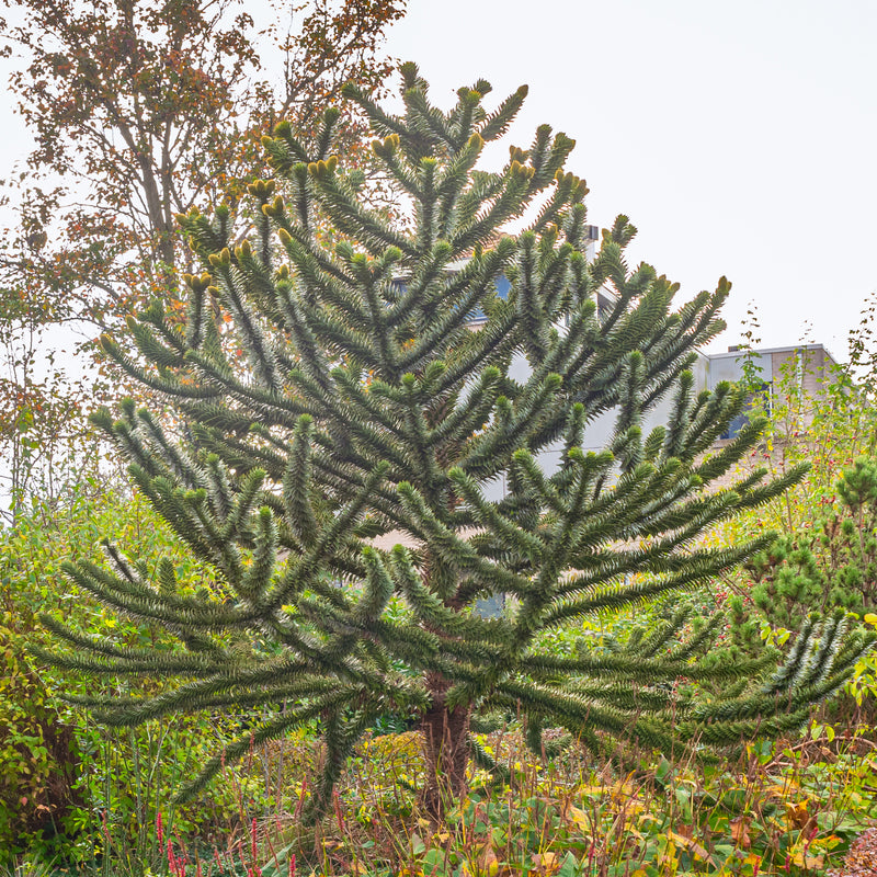 Pin parasol - Pinus pinea