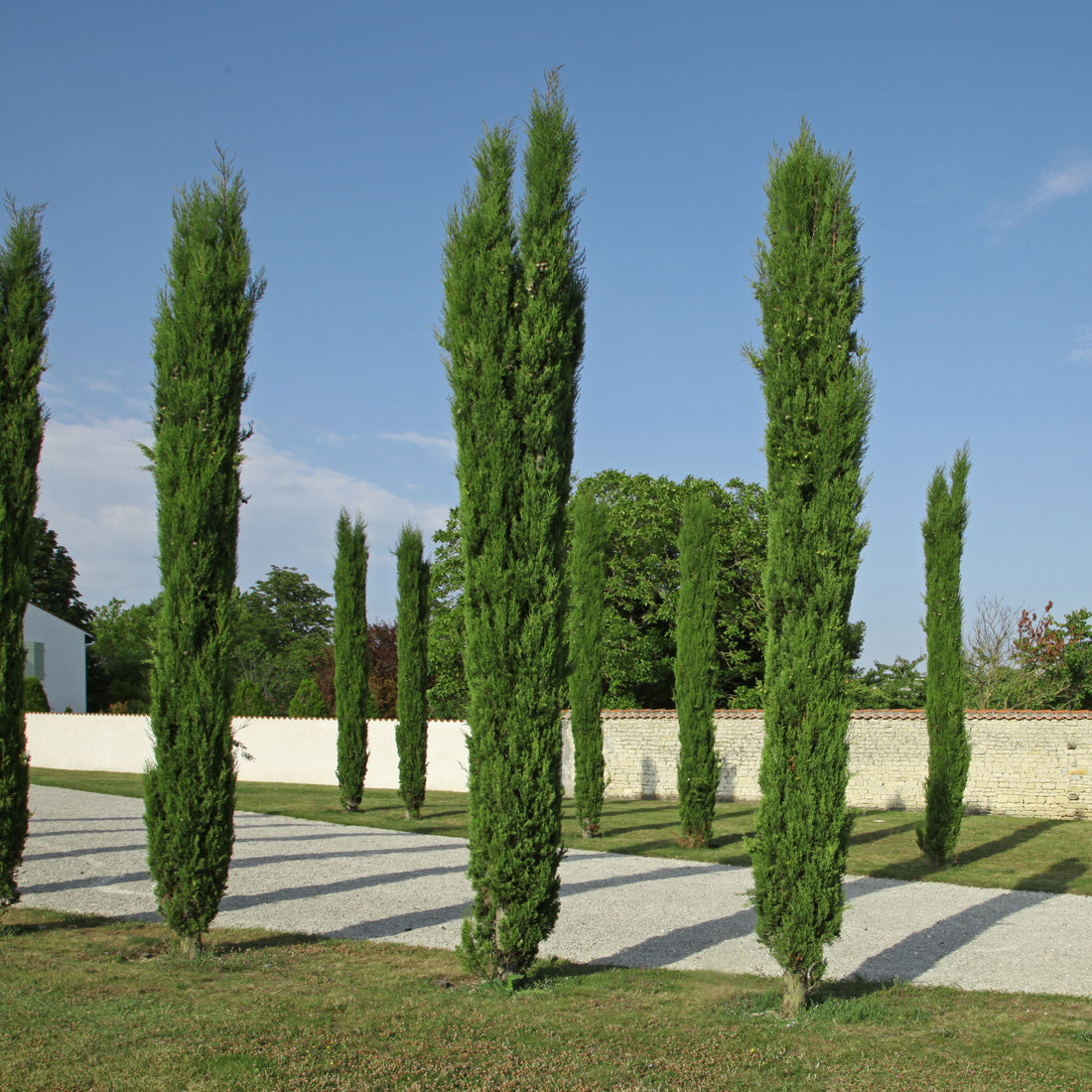 Cyprès Totem - Cupressus sempervirens totem