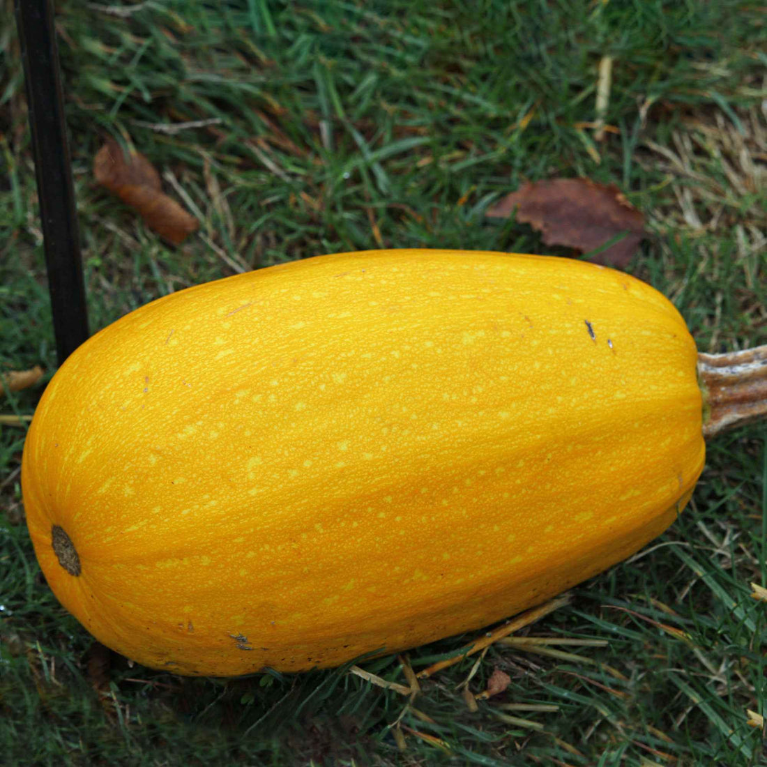 Graines Concombre du Kenya - Metulon - Cucumis metuliferus