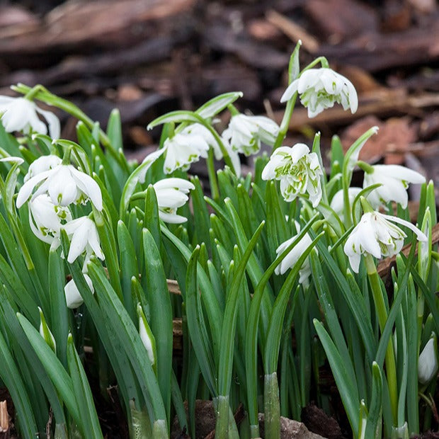Bulbes 10 Perce-neige double - Galanthus nivalis flore pleno