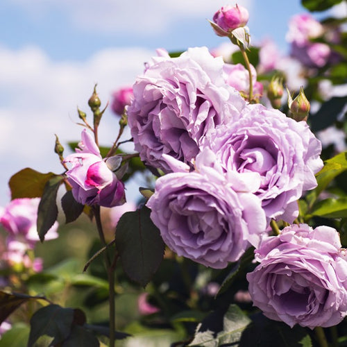 Collection de 3 Rosiers grimpants : Métanoïa, Musimara, Indigoletta ...