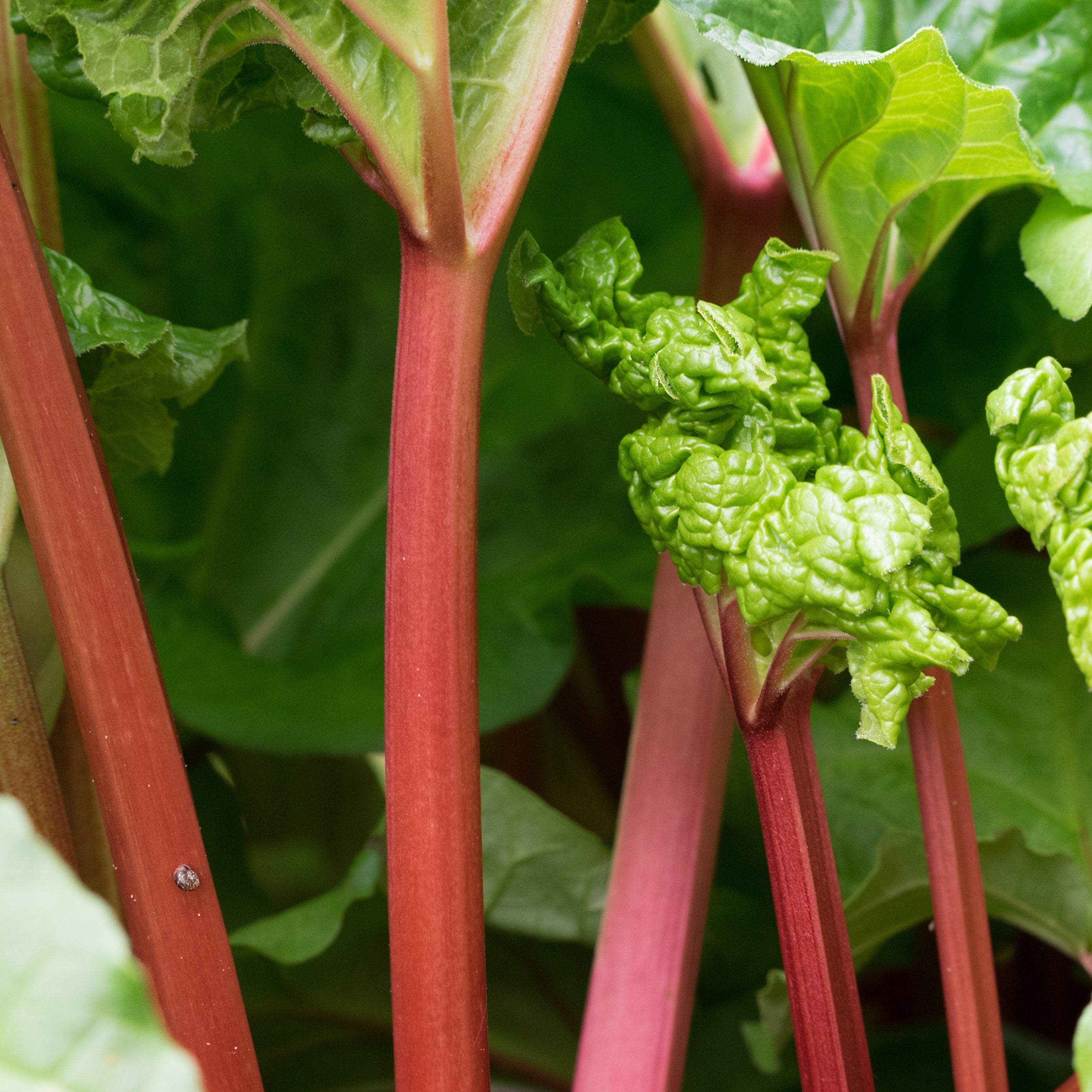 Rhubarbes - Rheum rhabarbarum