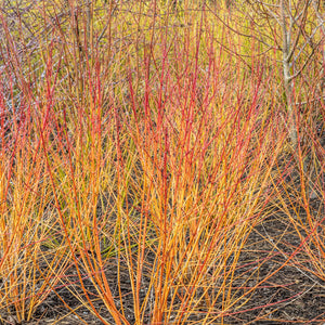 Cornouiller à bois jaune Flaviramea - Cornus sericea flaviramea
