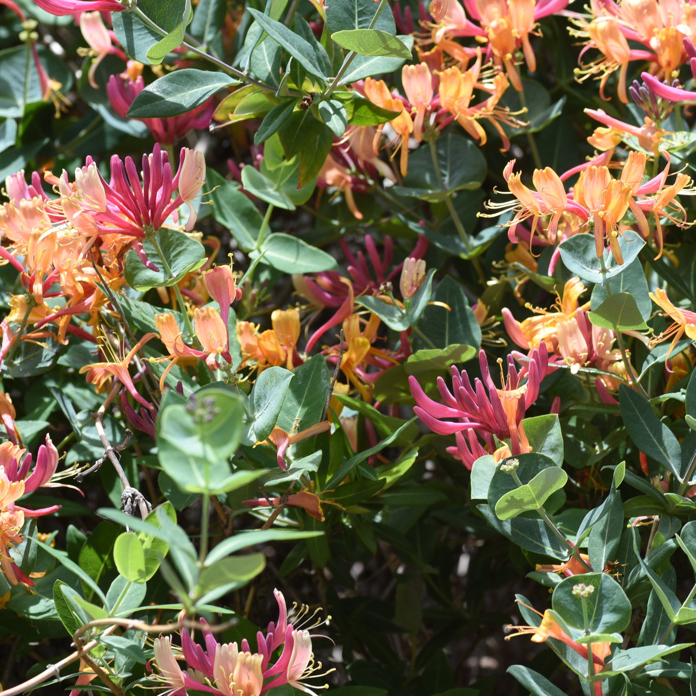 Chèvrefeuille grimpant Goldflame - Lonicera heckrotii goldflame