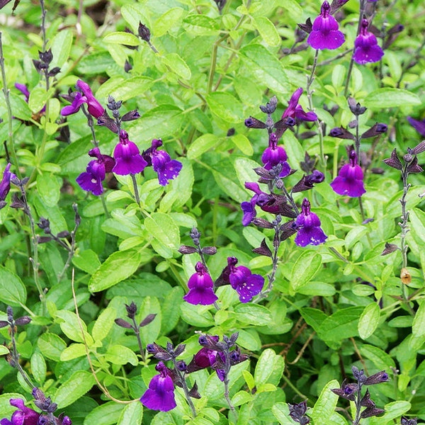 Sauge arbustive Royal Bumble - Salvia royal bumble