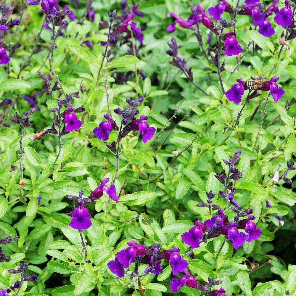 Sauge arbustive Royal Bumble - Salvia royal bumble